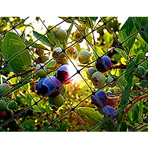 Bird-X Standard Bird Netting, Ideal for Gardens and Lightweight Applications, UV-Stabilized Mesh Netting with 3/4" Hole Opening, Easy to Install, 100' x 14'