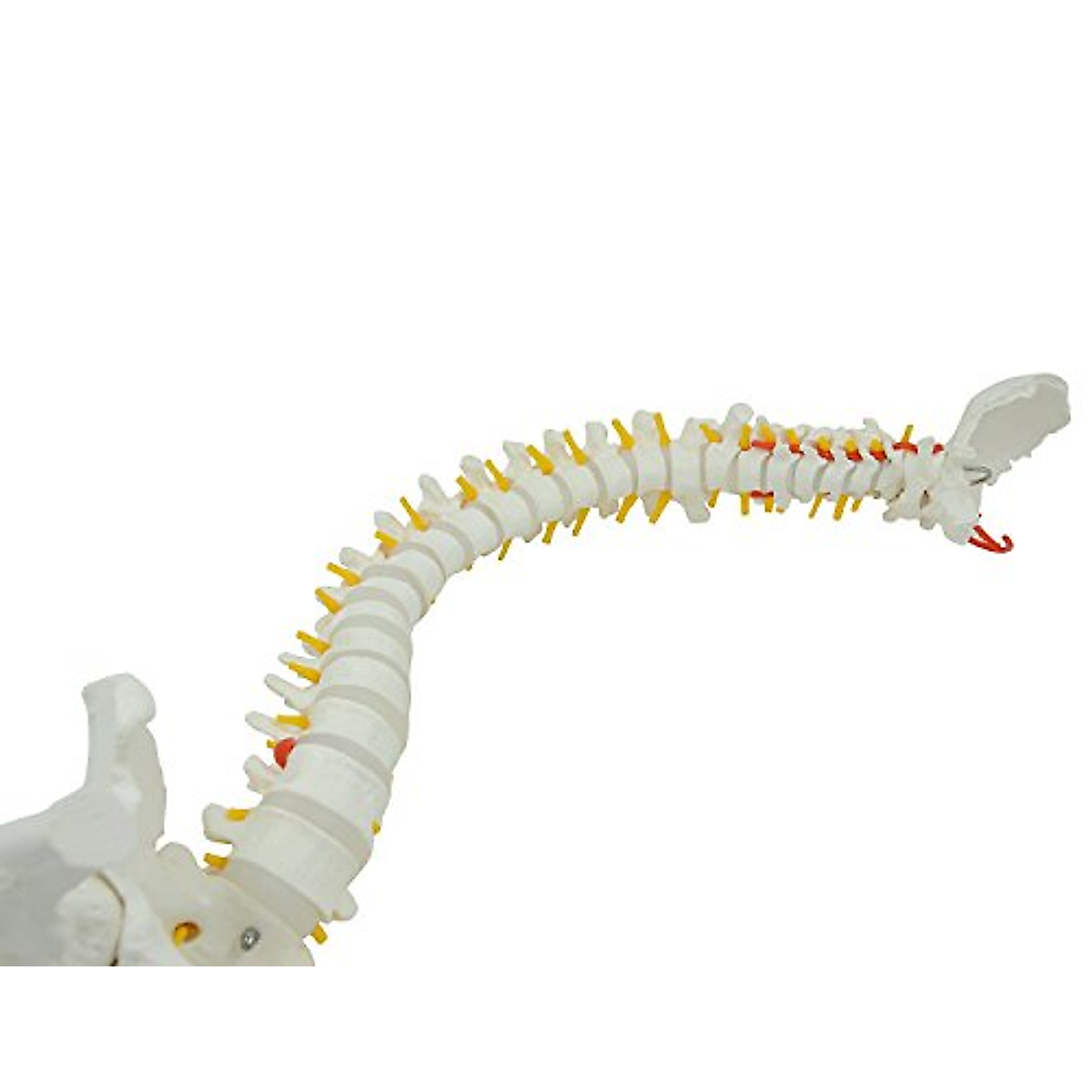 MonMed Life Size Vertebral Column Model with Spinal Nerves, Skull Base, and Pelvis – Flexible Spine Model with Stand