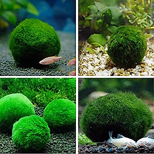 Decorative Balls for Fish Tank Water Grass Moss Live Aquarium Plant Aquatic Plant Ornament 4pcs(3.5cm/1.37in) Free Fish Tank Decoration Stone 8PCS