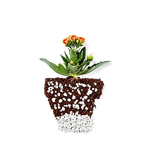 Coco Bliss 650gm Bricks (10-Pack) + Perlite Bliss (8 Qts) - Organic Coco Coir Bricks for Plants, Herbs, Potting Soil - High Expansion Coco Fiber with Low EC & pH Balance - Organic Perlite for Plants