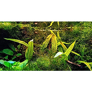 Greenpro Microsorum Pteropus Java Fern Tall Full Potted Live Aquarium Plants Decorations Freshwater Fish Tank