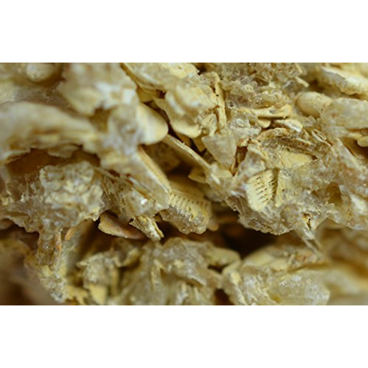 Coquina Specimen (Sedimentary Rock), Approx. 1" (3cm)