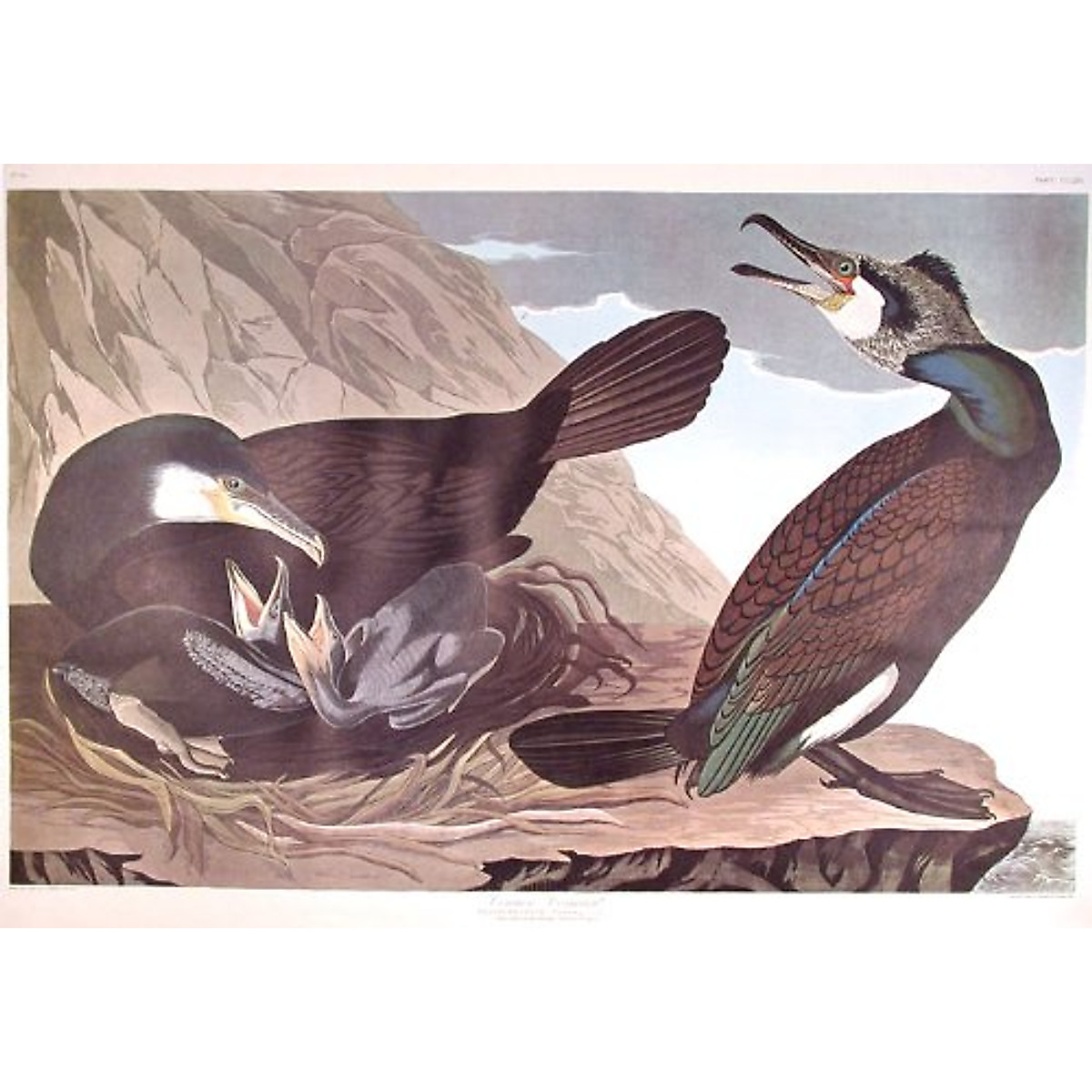 Common Cormorant. From"The Birds of America" (Amsterdam Edition)