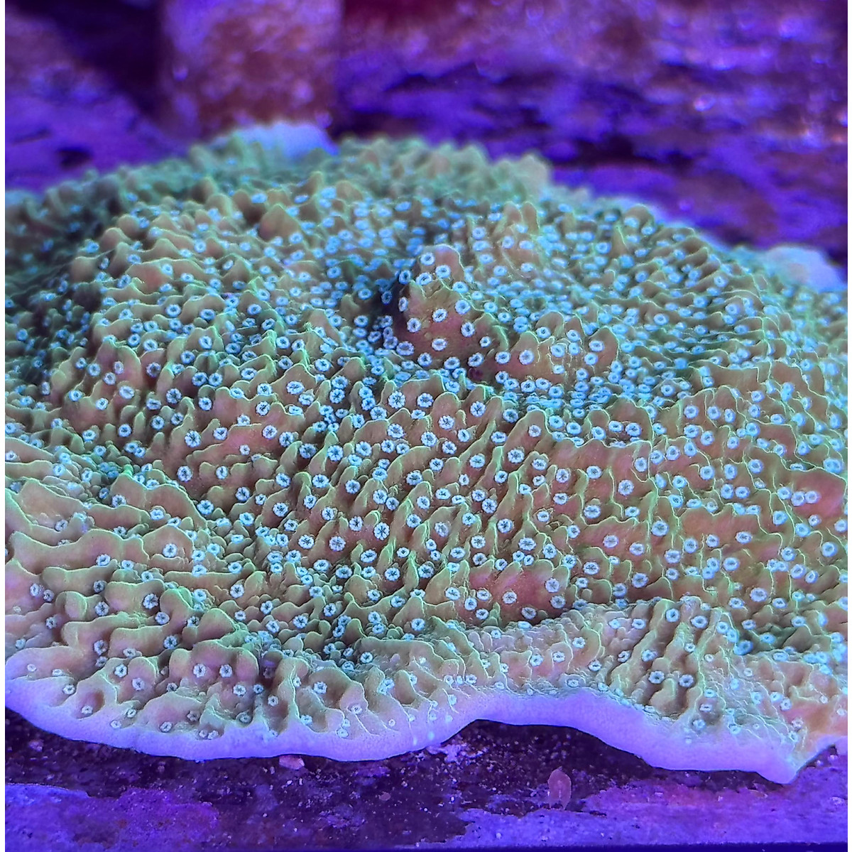 Live Saltwater Coral Frag - Neon Green Plating Montipora (Frag)