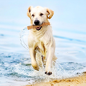 MIPCTI Durable Dog Chew Toy 4 Pack for Aggressive chewers,Tough Dog Toys for Large Medium Small Dog and Puppies Teeth Cleaning, Durable Interactive Dog Toys,Good Gift for Small Medium Dogs.