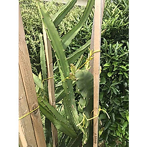 Ky Garden Yellow Dragon Fruit Variety PALORA, Flesh Cutting Pitaya 2.8-3.0 Foot