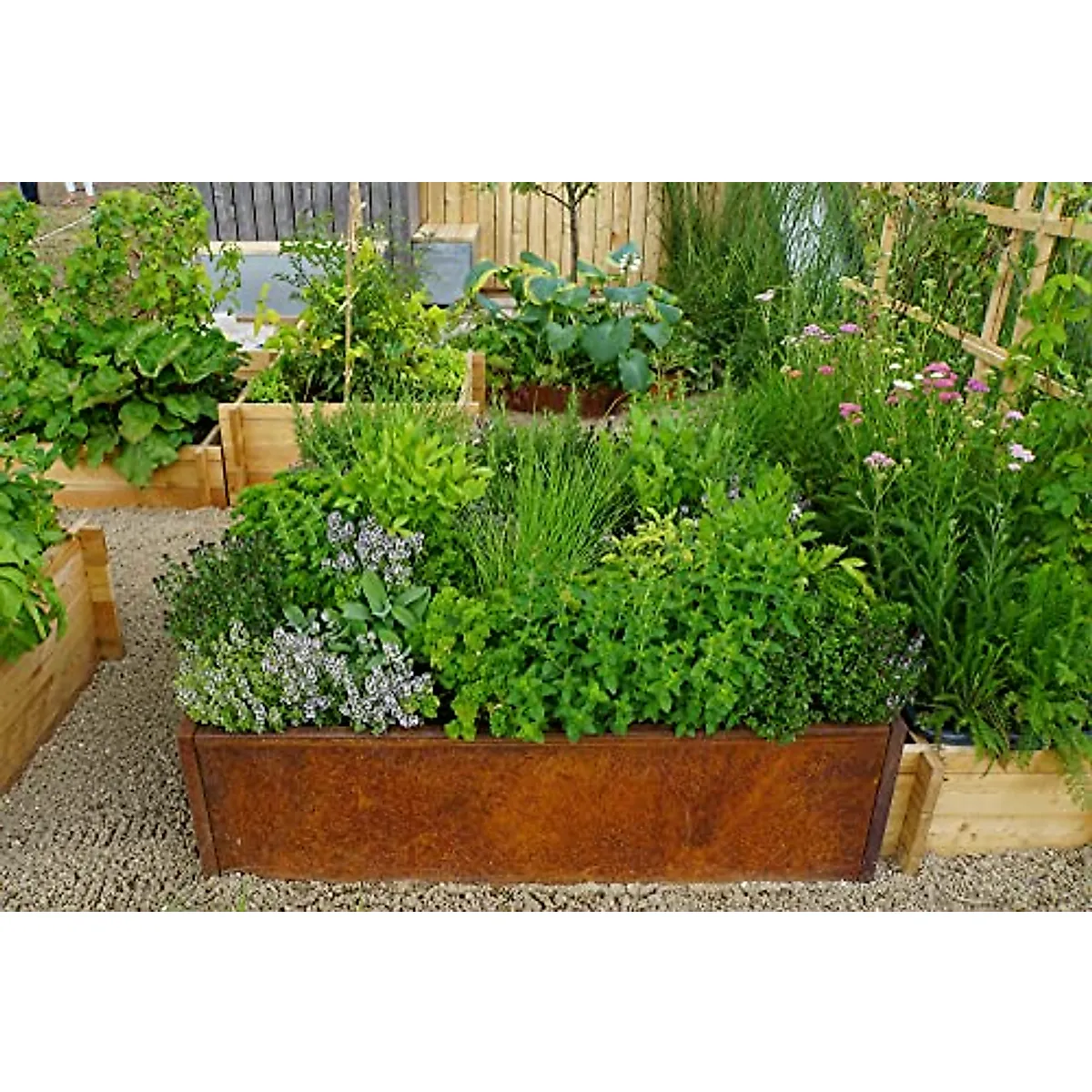 Common Thyme Seeds for Planting, 1000+ Seeds Per Packet, (Isla's Garden Seeds), Non GMO & Heirloom Seeds, Botanical Name: Thymus vulgaris, Great Herb Garden Seeds