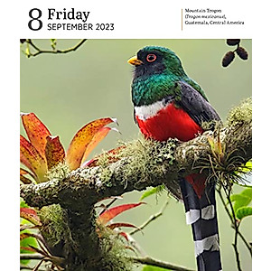 Audubon Birds Page-A-Day Gallery Calendar 2023: Hundreds of Birds, Expertly Captured by Top Nature Photographers