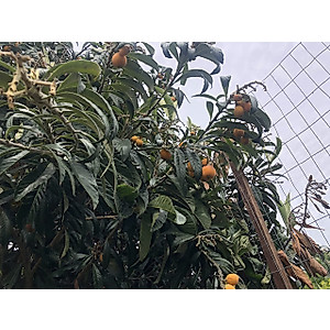 2 Packages of Loquat Fruit Eriobotrya Japonica Seeds - 5 Seeds Per Package