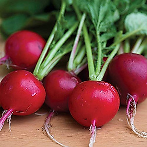 Burpee Cherry Belle Radish Seed Tape 100 per tape