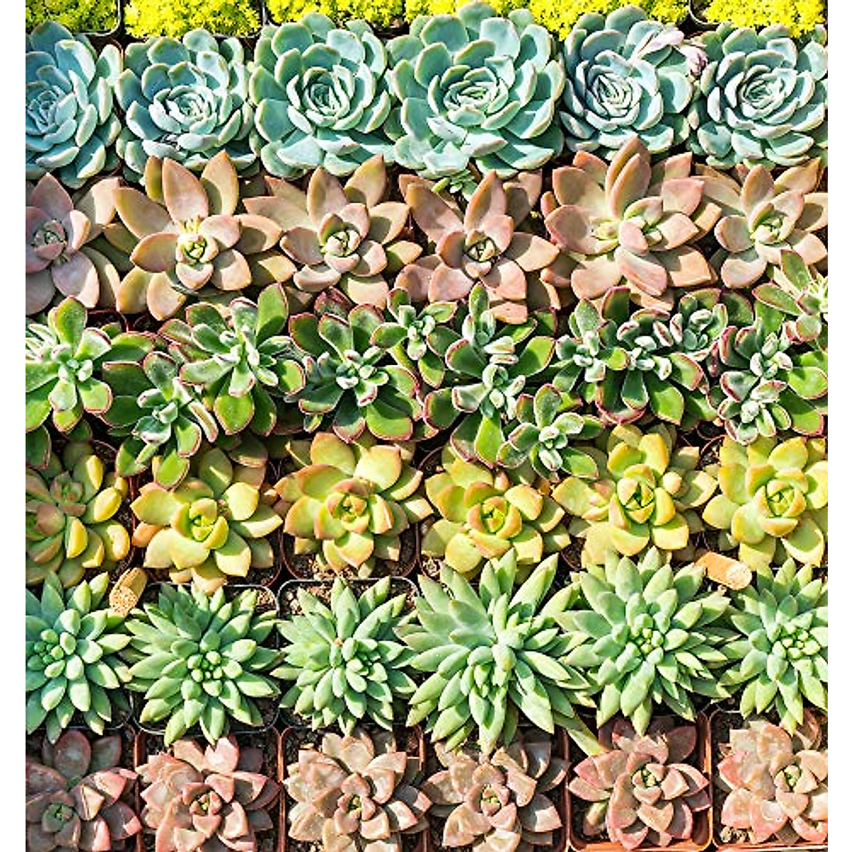 Live Succulent Plants (5 Pack), 2" Live Succulents Fully Rooted in Grower Pots, Succulent Plants Live, by The Succulent Cult