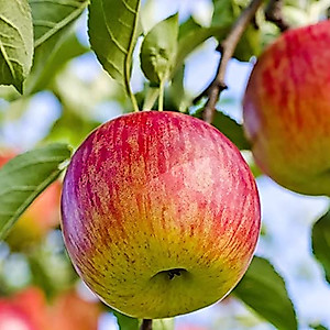 YEGAOL Garden 20Pcs Fuji Apple Seeds Fragrant Showy Fruit & Berries Attract Birds Butterflies & Hummingbirds Fruit Seeds Cottage Garden Plant