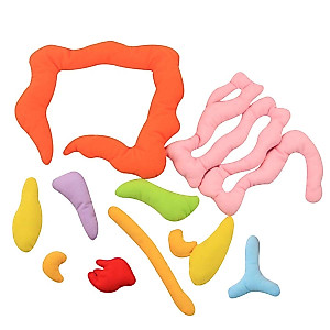 EDIONS 3D Organ Apron for Home Preschool Teaching Aid, Anatomy Apron Human Body Removabl Organs Apron for Kindergarten Kids Children Physiological Education Toy