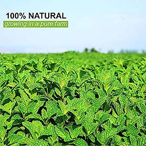 MR-BABULA Premium Natural Catnip, Selected Fresh Catnip Leaves & Bud (3OZ)