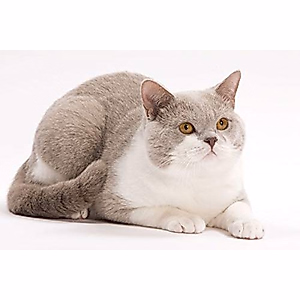 MY LUCKY PETS LLC cat Joint Treats - CAT Joint Support with Turmeric Complex - Hip Care - Premium MSM - cat glucosamine chondroitin Powder - 1 Bottle (60 Chewable Tablets)