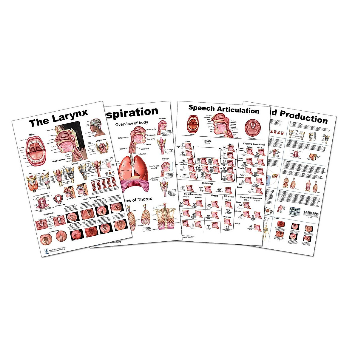 Larynx, Sound Production, Speech Articulation, Articulation LP 24x36 inch, 4 Poster Set