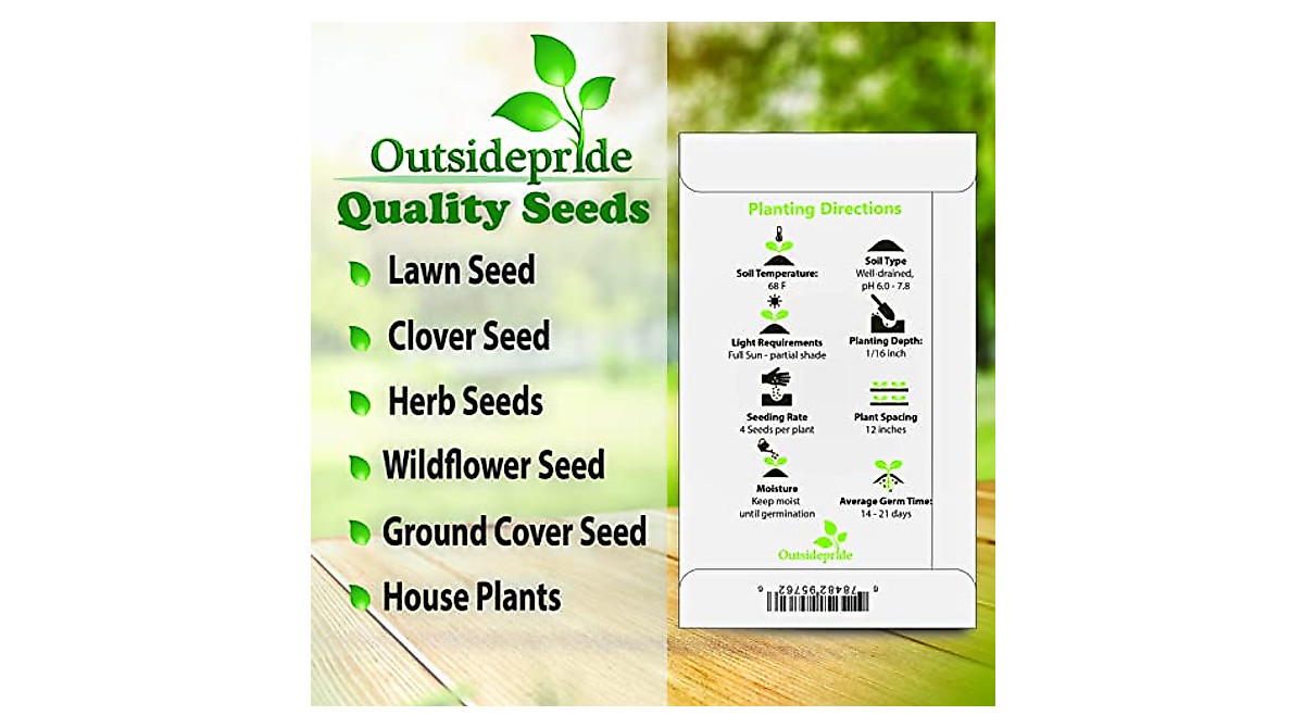 Buy Outsidepride Blue Aster Seeds for Summer Gardens
