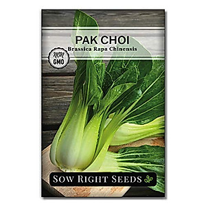 Sow Right Seeds - Hydroponic Vegetable Seeds for Planting - Lettuce, Kale, Arugula, and Pak Choi Seeds for Planting and Growing a Hydroponic Greens - Garden Indoors - Perfect for Your Growing System