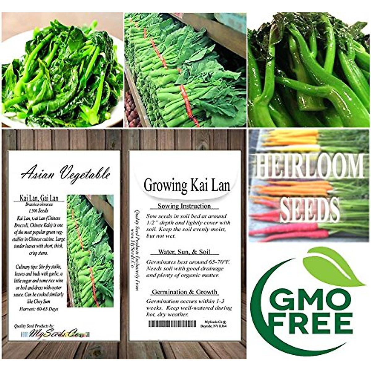 Big Pack - (1,500) Chinese Broccoli, Kailan GAI LAN Seeds - Used in Cantonese Cuisine - Non-GMO Seeds by MySeeds.Co (Big Pack - Kai LAN)