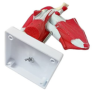 Muscled Shoulder Joint Model – Shows Complete Shoulder Musculature from Rotator Cuff to Subscapular Muscles – Includes Base, Product Manual and 3 Year Warranty