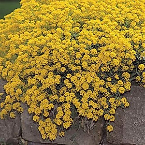 Outsidepride Alyssum Mountain Gold Yellow Ground Cover Plant Flower Seeds - 5000 Seeds