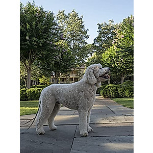 Country Brook Petz - 1 1/2 Inch Premium Bright Paisley Dog Collar, Large