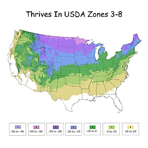 Proven Winner Double Play Doozie Spirea, 2 Gal, Red to Purple Flowers