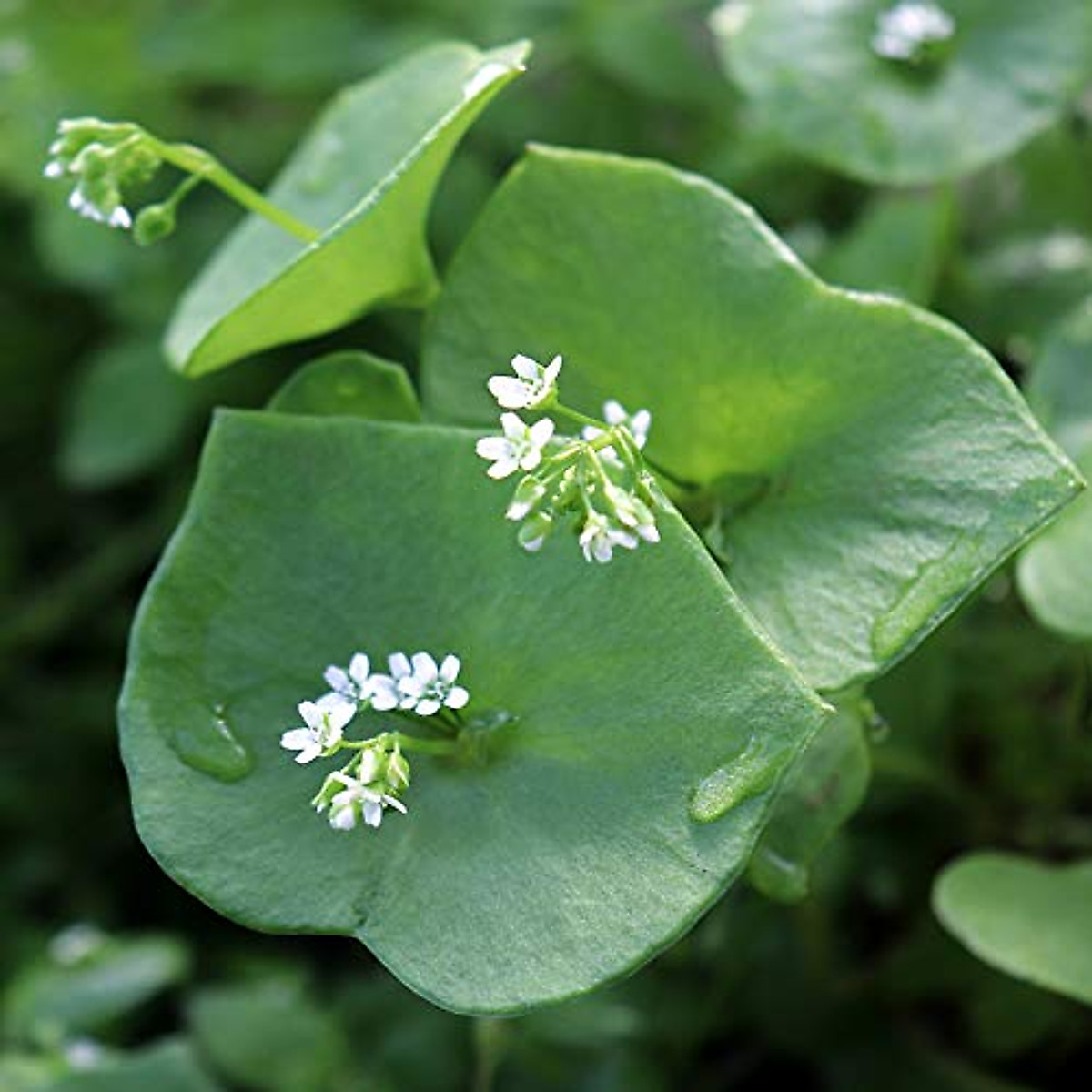 Outsidepride Claytonia Perfoliata Winter Purslane AKA Indian or Miner's Lettuce Herb Garden Plant - 10000 Seeds