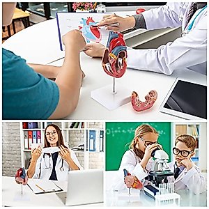 ASINTOD Human Heart Model, 2-Part Life Size Cardiac Anatomical Model, 48 Accurate Numbered Anatomical Structures with Number Manual, Magnets, Display Base
