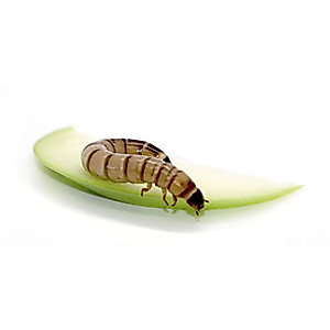 Freshinsects Live Superworms Feed Reptile, Birds, Fishing Best Bait - 300 Count