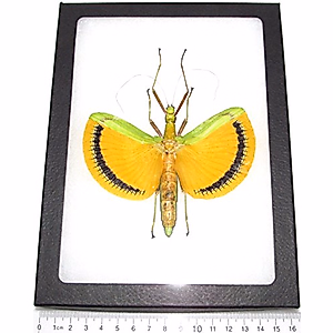 BicBugs Tagessoidea nigrofasciata Real Framed Walking Leaf Stick Bug Yellow Green Malaysia