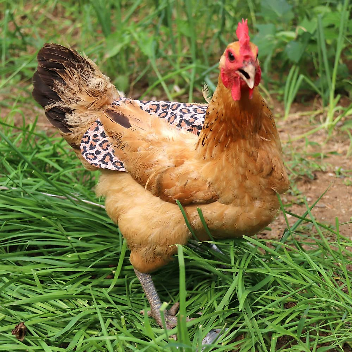 TOBILE Chicken Saddle, 5-Piece Hen Apron Set with Elastic Straps, Multicolor, Protects Feathers & Body, Ideal for Hen Owners & Chicken Farmers