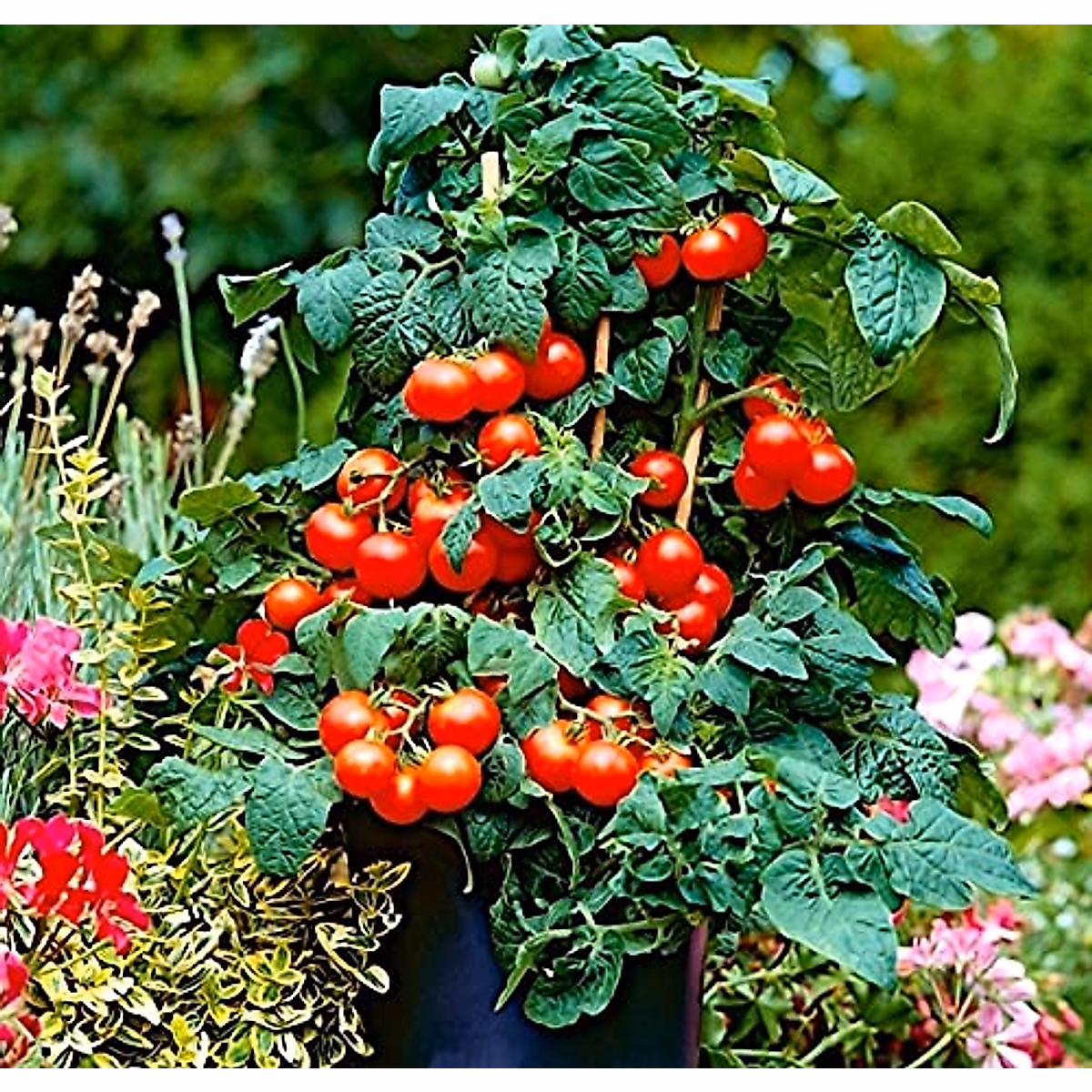 Dwarf Bush Tomatoes Seeds for Planting 25+ Seeds Indoor Vegetable Garden