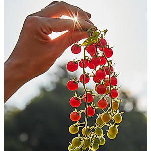 Burpee 'Red Currant', Red Cherry Tomato, Sweet Flavor, 60 Non-GMO Seeds