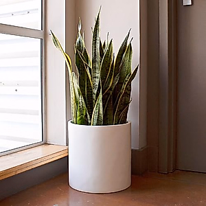 Elly Decor 11.5-inch Cylinder Pot, fiberstone Handmade by artisans, with Drainage Hole and Plug, Outdoor and Indoors Planter, Lightweight, Hand-Painted, Matte White