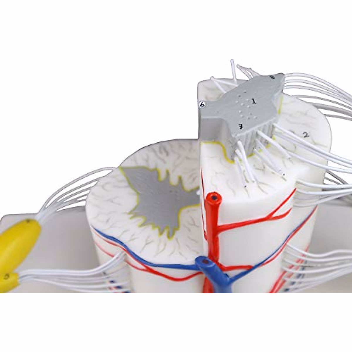 Vision Scientific VAV260 Medical Vertebral & Partial Spinal Cord|5X Life Size|Longitudinally&Cross Section Showing Grey&White Matter|Nerve Branches|Spinal Ganglion & Blood Vessels |Instruction Manual