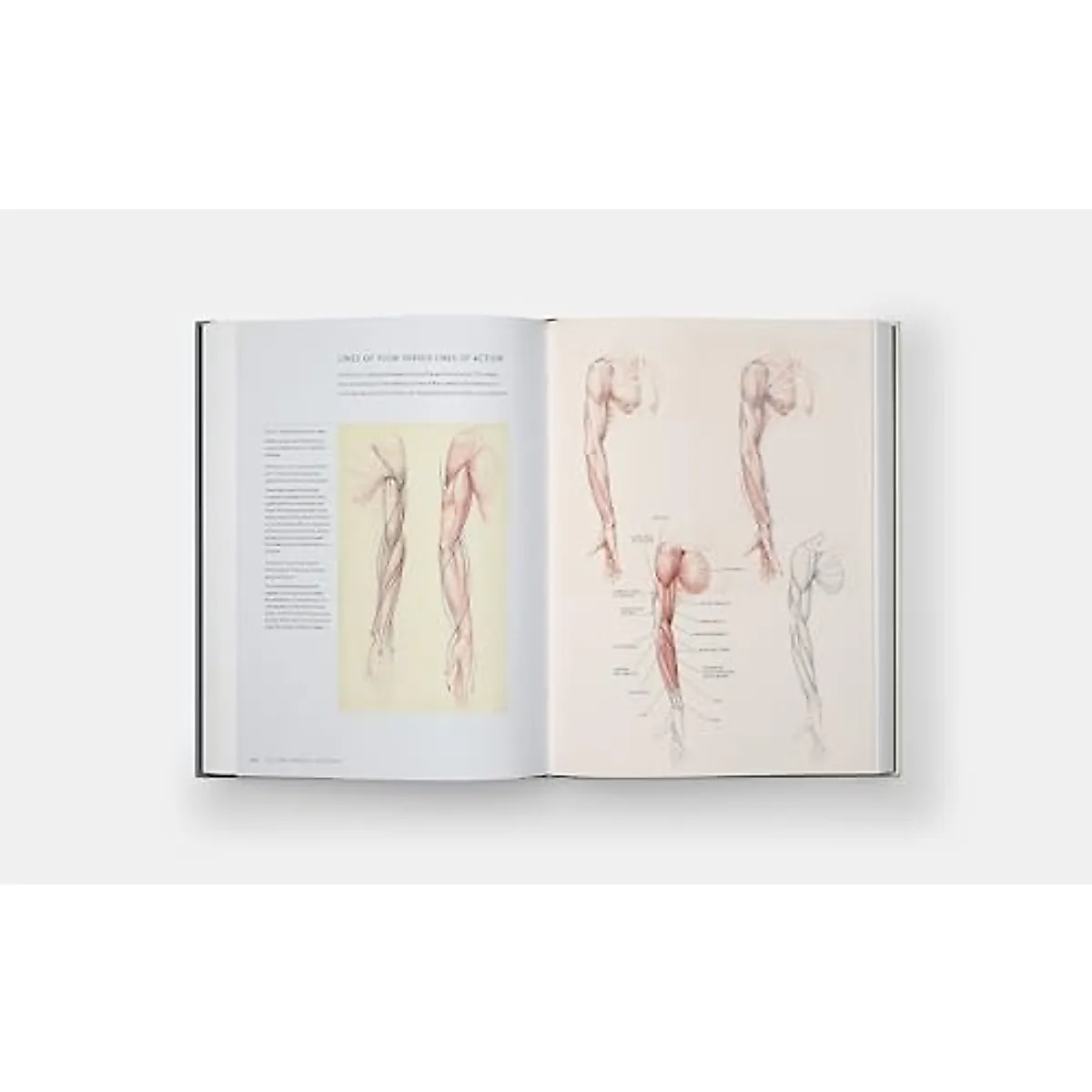 Dynamic Human Anatomy: An Artist's Guide to Structure, Gesture, and the Figure in Motion