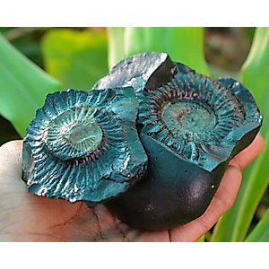 3.5"X3"Shri Laxmi Narayan Shaligram, Rare & Special One Piece, Religious Gifts, Saligram Stone - Gandaki River -I-6054