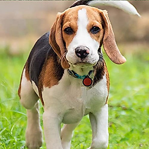 Silicone Circle Dog tag Silencer Quiet Noisy pet tag Sleeve Round Personalized pet ID Tags Protector Lightweight pet tag Silencer with 6 Colors