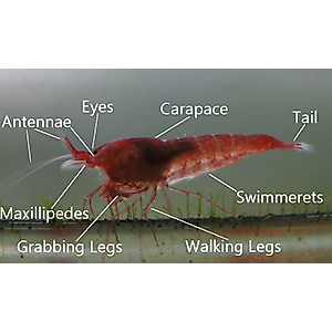 Enclosed Ecosystem Shrimps Bottle