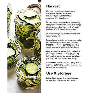 Burpee Straight Eight Slicing Cucumber Seeds 200 seeds