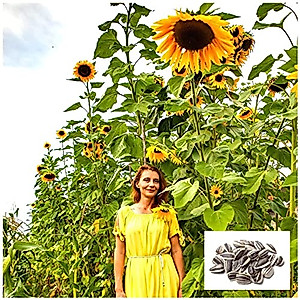 Skyscraper Sunflower Seeds for Planting | 100+ Seeds | Huge 15-20 feet Tall with Giant Sunflowers | Made in USA, Ships from Iowa