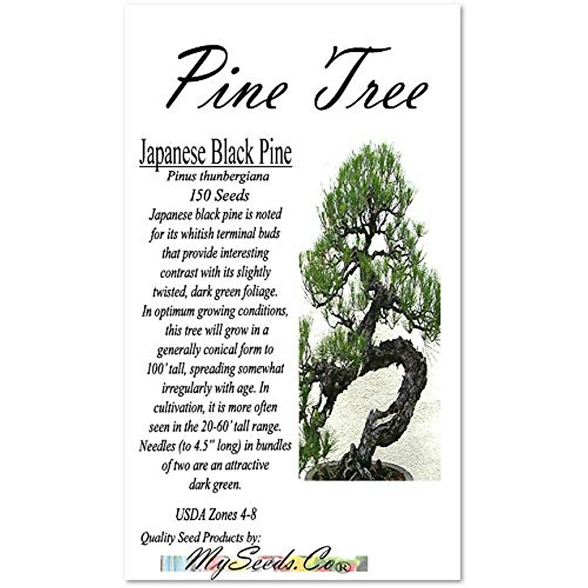 Big Pack Bonsai Tree Seeds - Japanese Black Pine Tree (150 Seeds), Pinus thunbergiana Pine Tree Seeds - Non-GMO Seeds by MySeeds.Co (Big Pack - Japanese Black Pine)