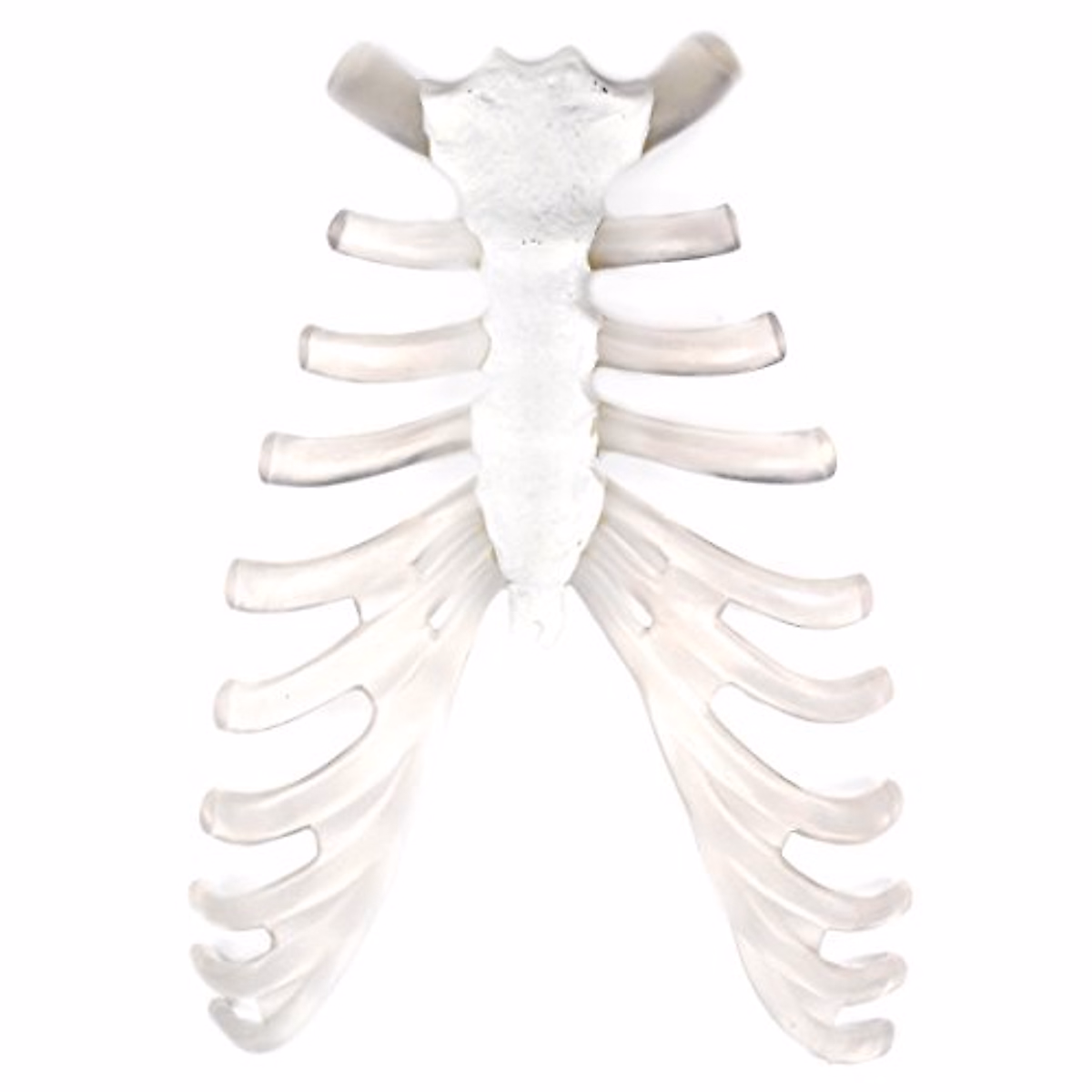 Sternum Bone and Cartilage Model - Anatomically Accurate Human Bone and Cartilage Replica - hBARSCI