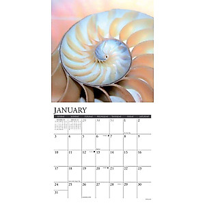 Seashells 2021 Wall Calendar