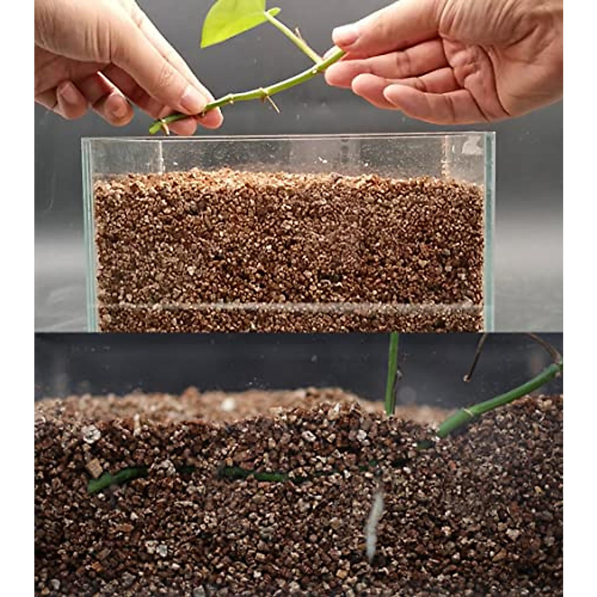 Organic Vermiculite 1 qt by Doter, Increases Water and Nutrient Retention and Aerates The Soil, Perfect for Root Cuttings, Seed Germination, Arranging Flowers, and Bedding for Invertebrates