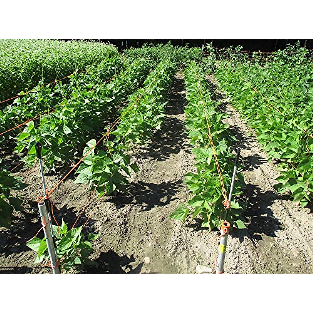 Pinto Bean Plant Seeds, 30+ Heirloom Seeds Per Packet, (Isla's Garden Seeds), Non GMO Seeds, 90% Germination Rate, Botanical Name: Phaseolus vulgaris