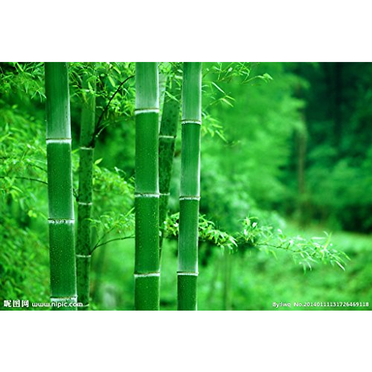 TOPSEAT Native Impression Elongated Toilet Seat w/Brushed Nickel Hinges, Natural Bamboo