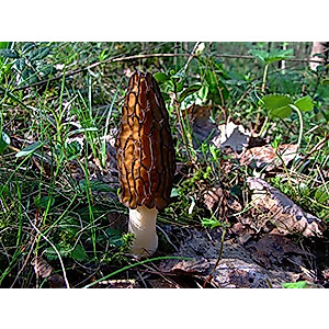 100pcs Seeds Morel Black Mushroom Mycelium Spawn Grow Bonsai Dried Spores for Planting Non GMO