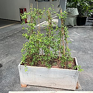 Plant Stakes,18 Inches Natural Garden Bamboo Sticks,BOVITRO 20Pcs Plant Support Stakes for Tomatoes,Beans,Vegetable and Potted Plants